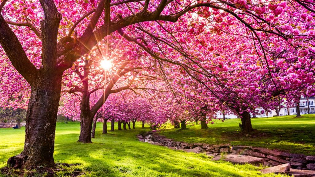 The Season I Like Most Composition: Embrace the Beauty of Spring - Amra ...