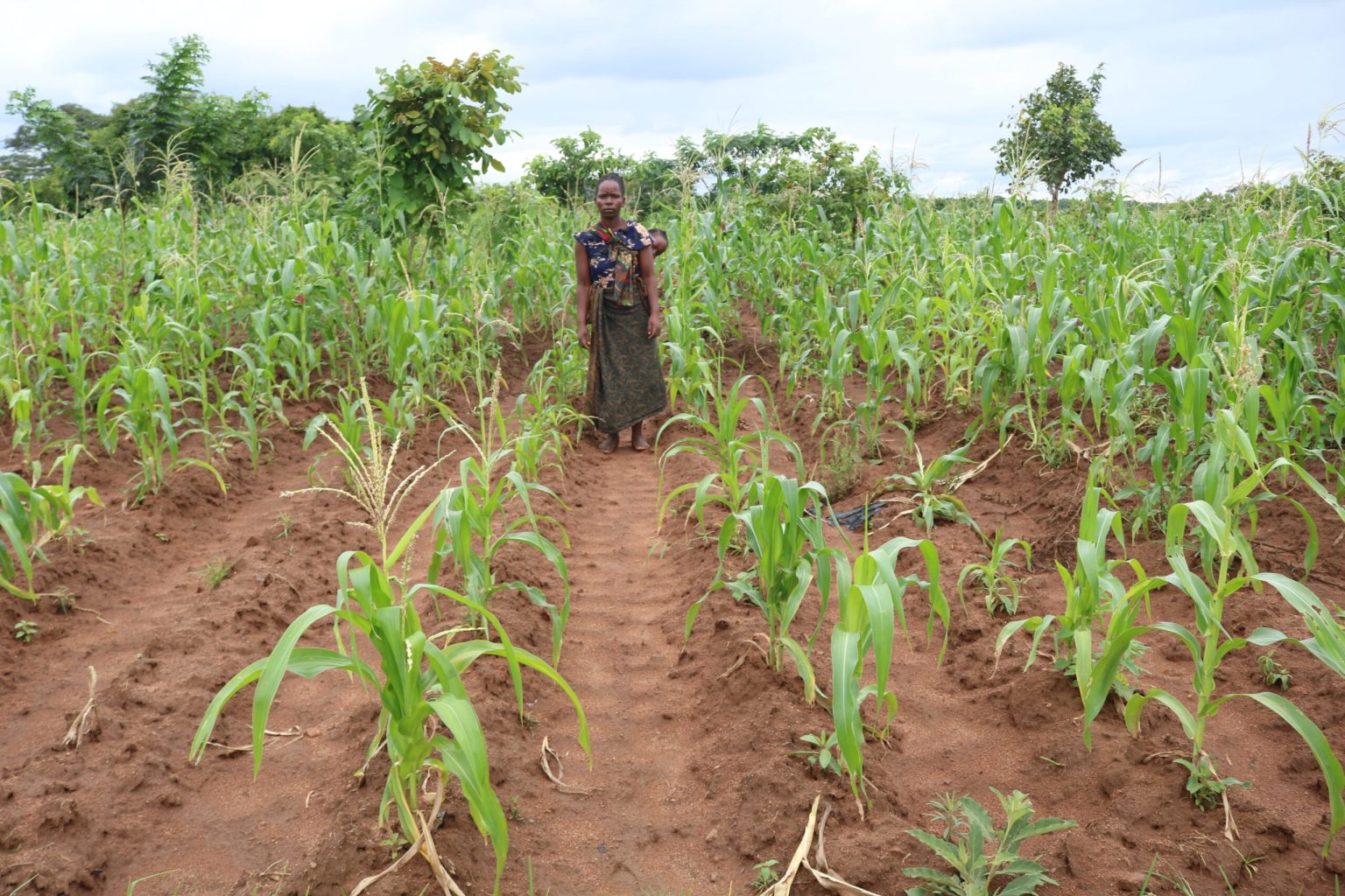 The Life of a Farmer Paragraph: A Look Into Farming Challenges - Amra Jani