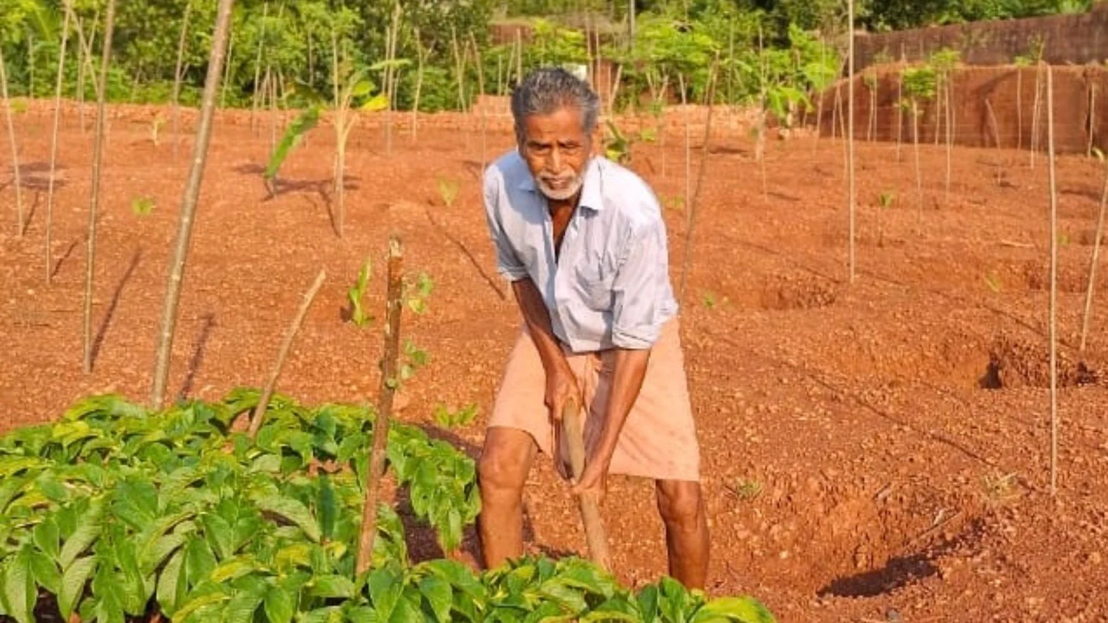 The Life of a Farmer Paragraph: A Look Into Farming Challenges - Amra Jani