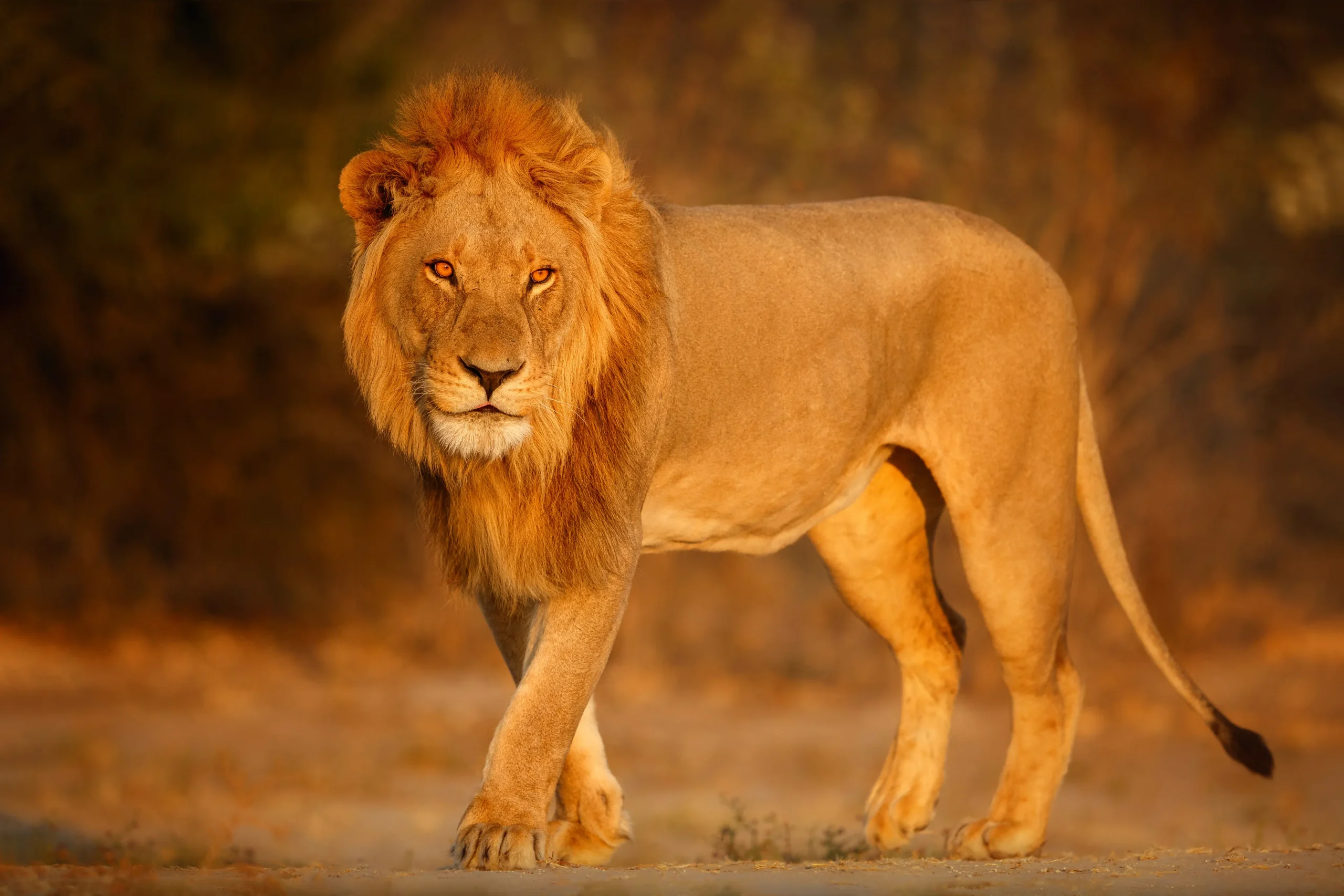 Lion Paragraph For Class 1, 2, 3, 4, 5, And 6 – Easy & Engaging - Amra Jani